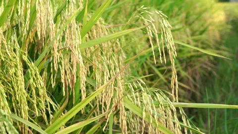 Close Up of rice plants in rice fields r... | Stock Video | Pond5