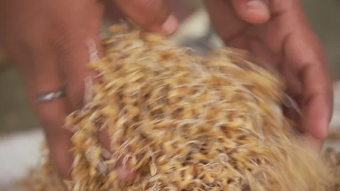 close up of rice seeds with embryo ready... | Stock Video | Pond5