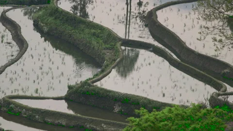 Close up on a rice terraces of rural Yun... | Stock Video | Pond5