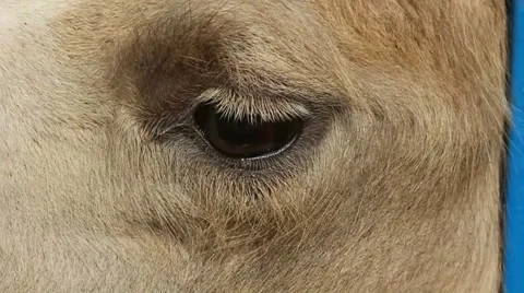 Close up of sad eye of camel behind fen... | Stock Video | Pond5