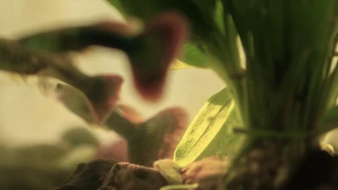 Close up scene of beautiful and colorful... | Stock Video | Pond5