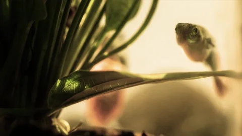 Close up scene of beautiful and colorful... | Stock Video | Pond5