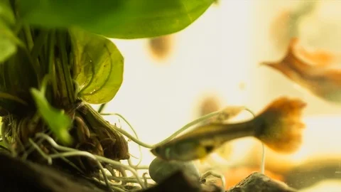 Close up scene of beautiful and colorful... | Stock Video | Pond5