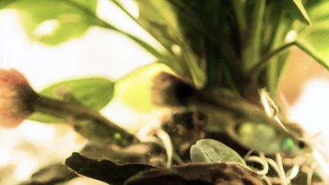 Close up scene of beautiful and colorful... | Stock Video | Pond5