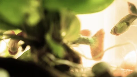 Close up scene of beautiful and colorful... | Stock Video | Pond5