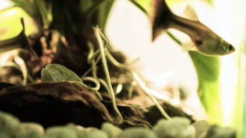 Close up scene of beautiful and colorful... | Stock Video | Pond5