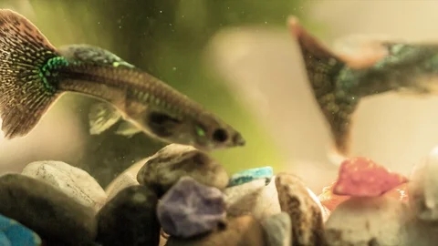 Close up scene of beautiful and colorful... | Stock Video | Pond5