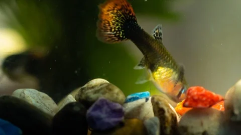 Close up scene of beautiful and colorful... | Stock Video | Pond5