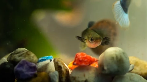 Close up scene of beautiful and colorful... | Stock Video | Pond5