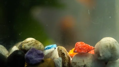 Close up scene of beautiful and colorful... | Stock Video | Pond5