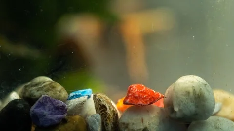 Close up scene of beautiful and colorful... | Stock Video | Pond5