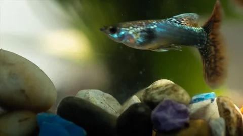 Close up scene of beautiful and colorful... | Stock Video | Pond5