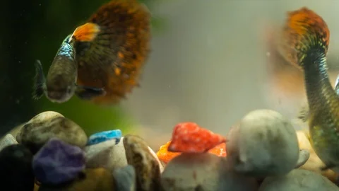 Close up scene of beautiful and colorful... | Stock Video | Pond5