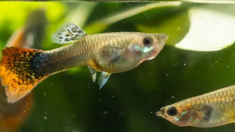 Close up scene of beautiful and colorful... | Stock Video | Pond5