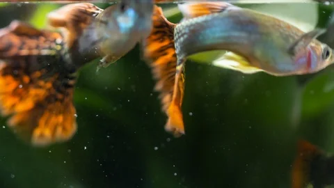 Close up scene of beautiful and colorful... | Stock Video | Pond5