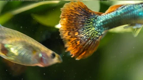 Close up scene of beautiful and colorful... | Stock Video | Pond5
