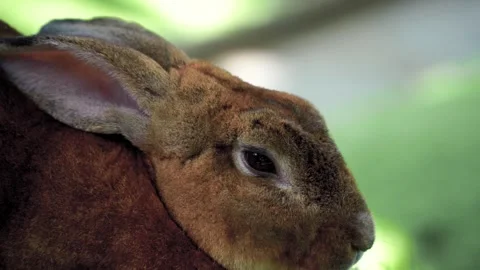 Close up scene : Head of brown rabbit. N... | Stock Video | Pond5
