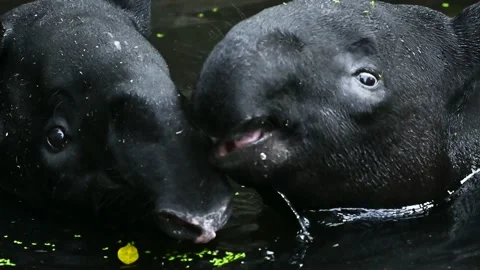 close up scene of two tapirus playing to... | Stock Video | Pond5