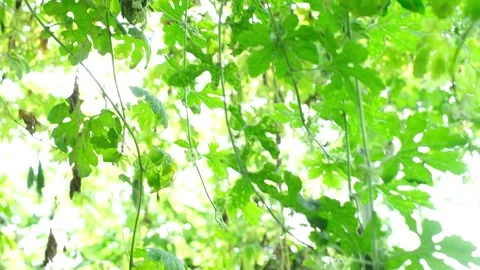 A close-up of the scene in which the gou... | Stock Video | Pond5