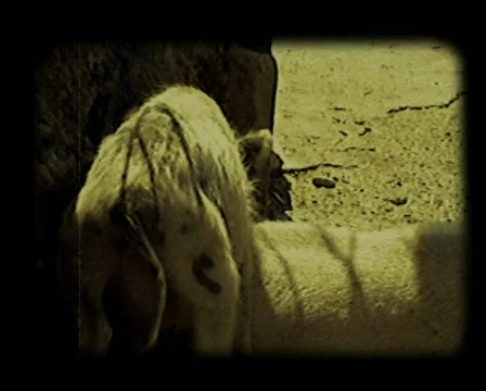 close-up scenes at barnyard | Stock Video | Pond5