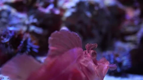 A Close Up of Scorpion fish swimming in ... | Stock Video | Pond5
