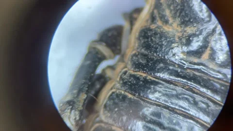 Stock Footage by Microscopevn | Official Pond5 Storefront