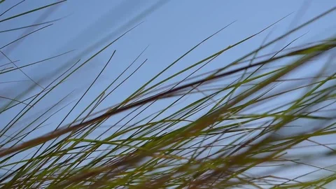 close-up sea grass blowing in wind with ... | Stock Video | Pond5