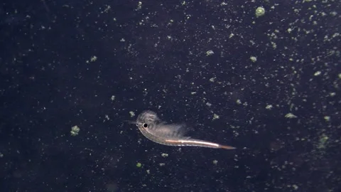 Close-up of "Sea Monkey" or brine shrimp... | Stock Video | Pond5
