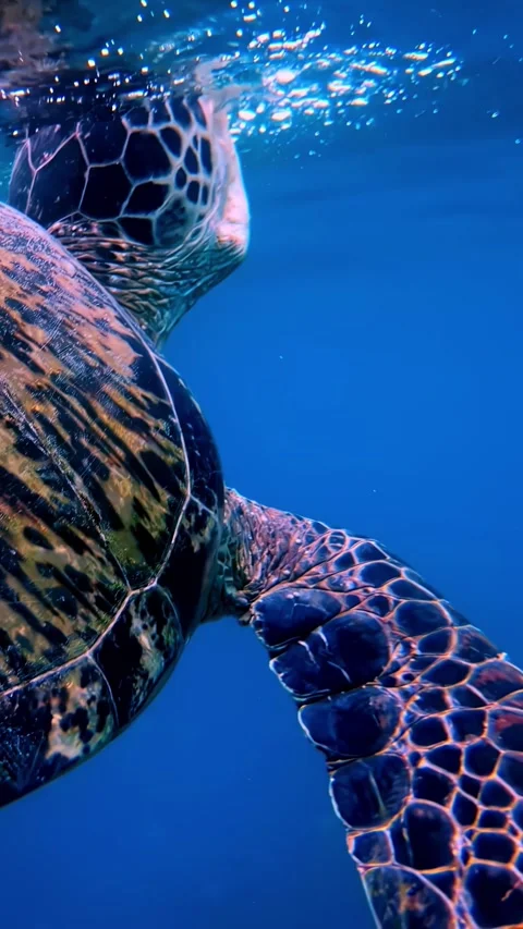 Free Sea Turtl Stock Videos – Royalty-Free HD & 4K Videos | Page 5