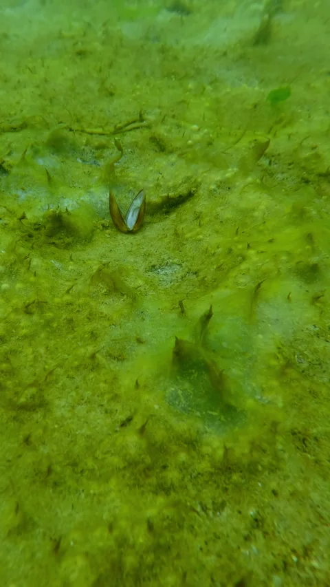 Colonial Form Of Green Algae