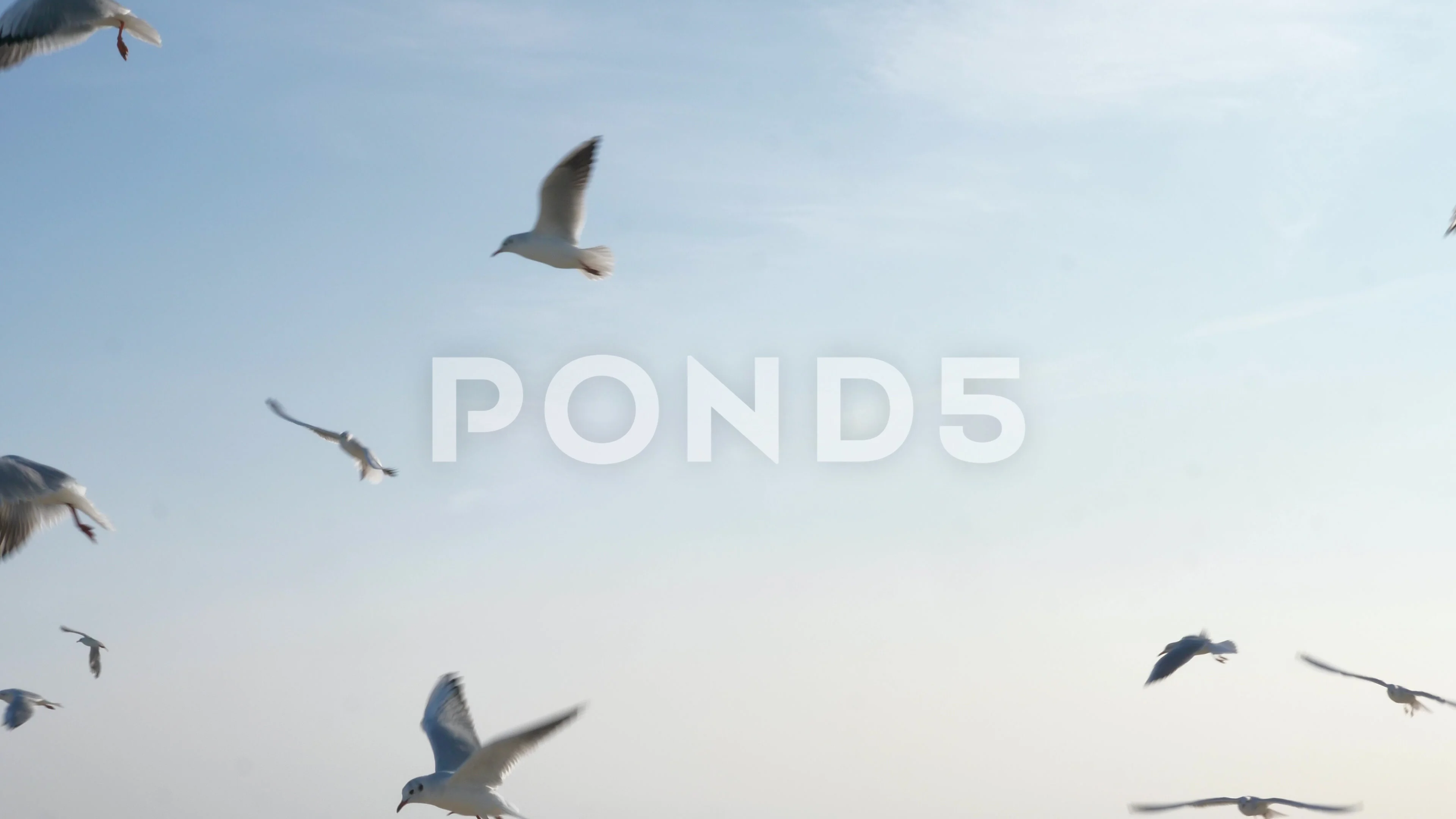 Seagulls Flying In V Formation