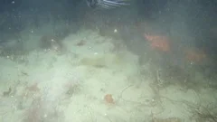 Chasing Stock Footage ~ Royalty Free Chasing Stock Videos | Pond5