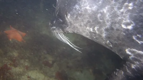 Fast Swimming Stock Videos – Royalty-Free HD & 4K Videos