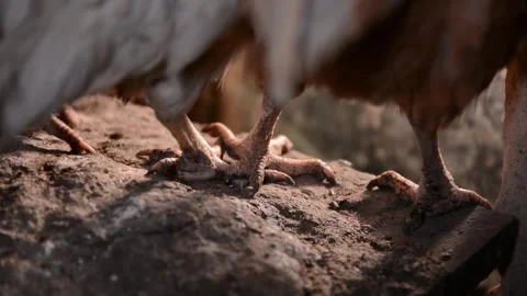 Close-up of several chickens' feet in a ... | Stock Video | Pond5