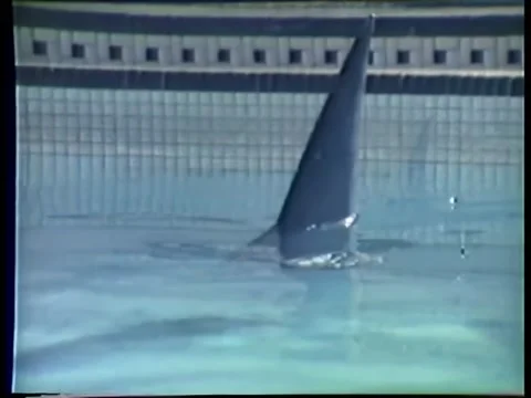 Close-up of shark fin in swimming pool | Stock Video | Pond5
