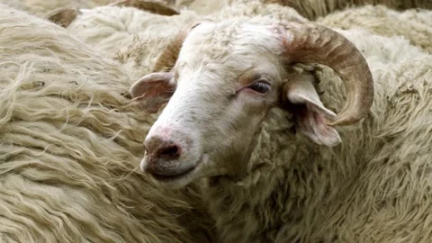 Close-up of a sheep breathing frequently... | Stock Video | Pond5