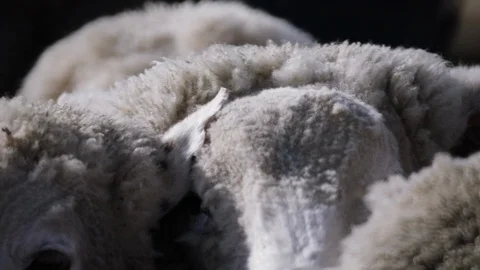 Sheep Farm Stock Video Footage | Royalty Free Sheep Farm Videos | Pond5