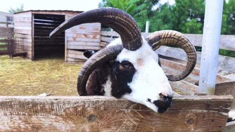 Baa Baa Black Sheep Stock Footage ~ Royalty Free Stock Videos | Pond5