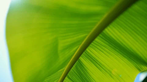 Banana Tree Leaf Stock Videos – Royalty-Free HD & 4K Videos | Pond5
