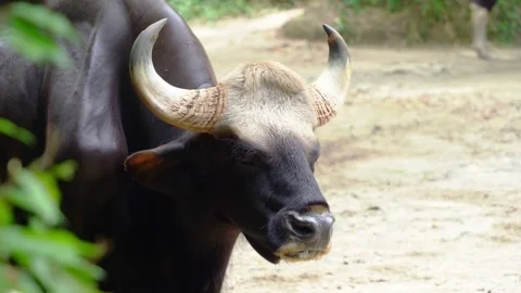 Close up shot of an adult male Malayan g... | Stock Video | Pond5