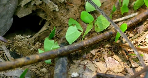 Close up shot of ants gathering food in ... | Stock Video | Pond5