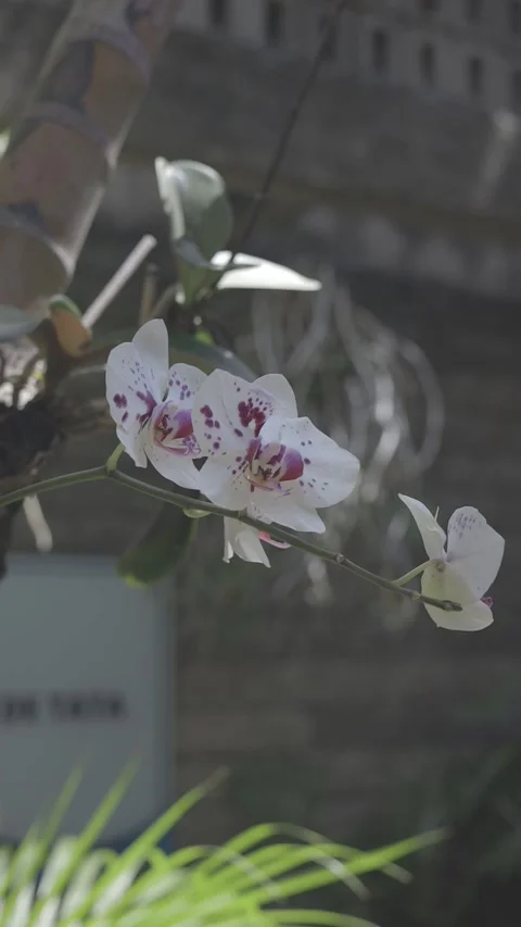 H264Hd Video Stock Videos – Royalty-Free HD & 4K Videos | Pond5