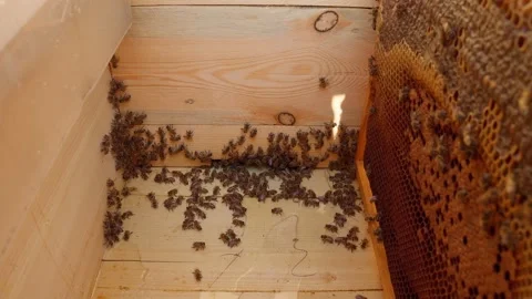 Close up shot of bees over beekeeping bo... | Stock Video | Pond5