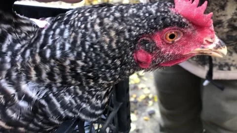 Doop Com Stock Videos – Royalty-Free HD & 4K Videos