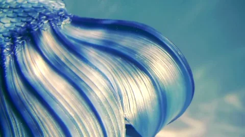 close shot at the blue fin of the mermai... | Stock Video | Pond5