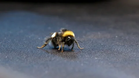 Close shot of Bumble bee on black textur... | Stock Video | Pond5
