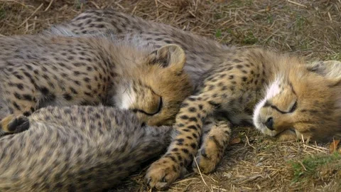 Babies Close Babies Stock Videos – Royalty-Free HD & 4K Videos