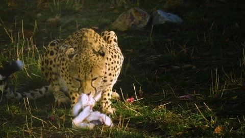 Babies Close Babies Stock Videos – Royalty-Free HD & 4K Videos