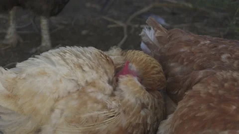 Close-up shot of a chicken burrowing her... | Stock Video | Pond5