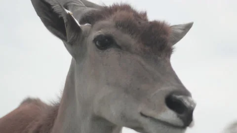 Close up shot of Common eland face taken... | Stock Video | Pond5